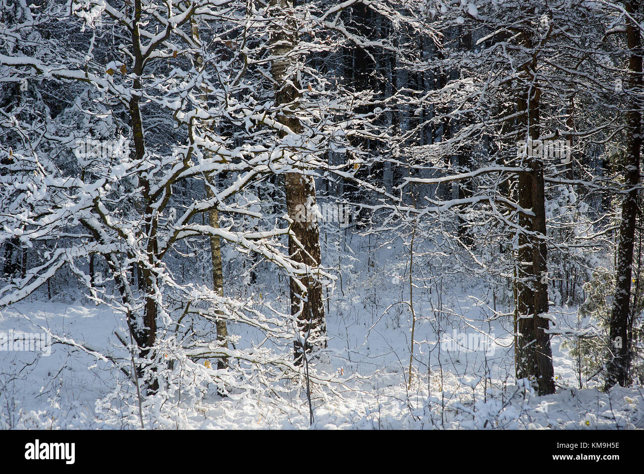 Snowy Winter Forest Landscape Stock Photo - Alamy
