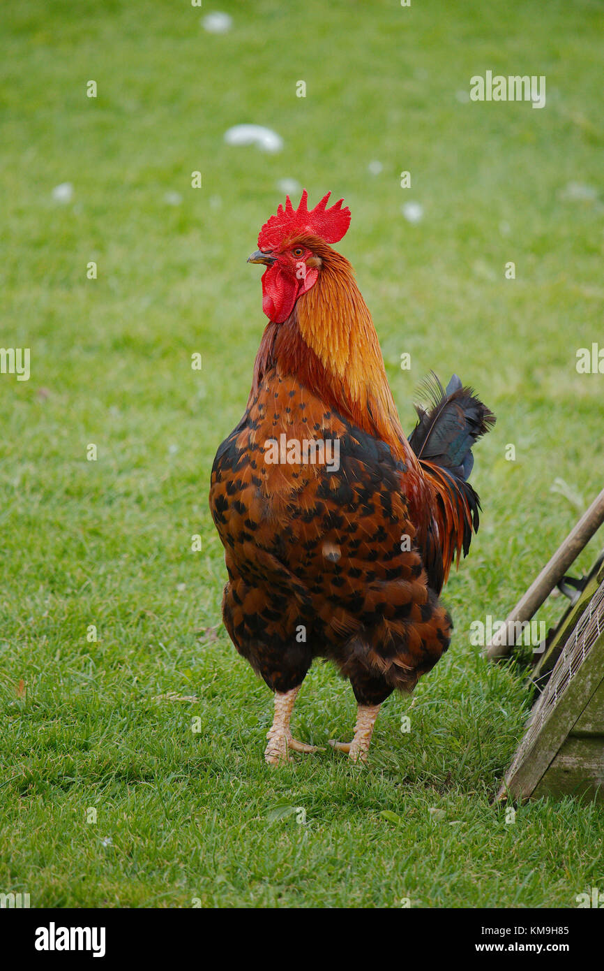 A rooster, also known as a cockerel or cock, is a male chicken Stock ...