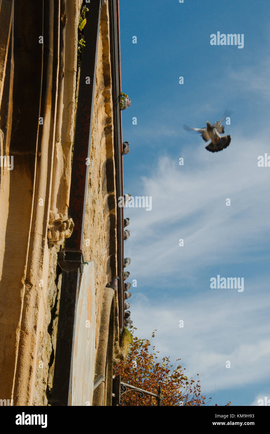 A flock of wild pigeons perched on an historic building with one pigeon ...