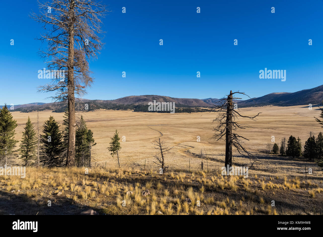 Valles Grande, formed from a collapsed volcanic caldera and now home to ...