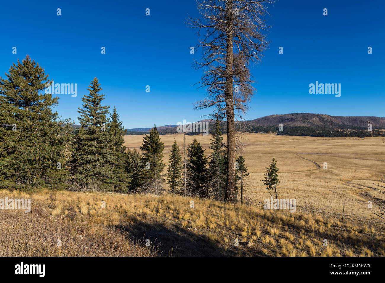 Valles Grande, formed from a collapsed volcanic caldera and now home to ...