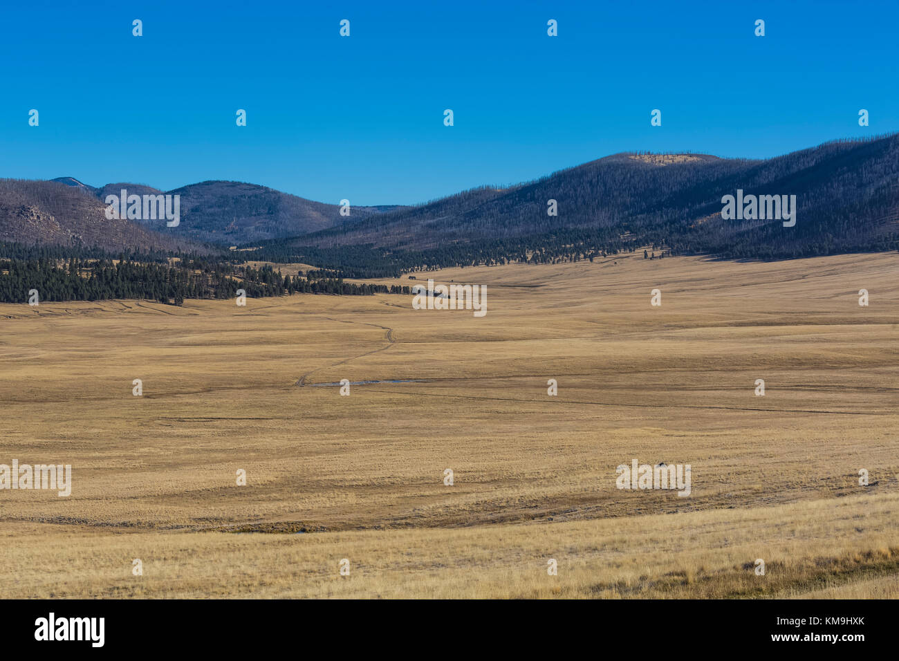 Valles Grande, formed from a collapsed volcanic caldera and now home to ...
