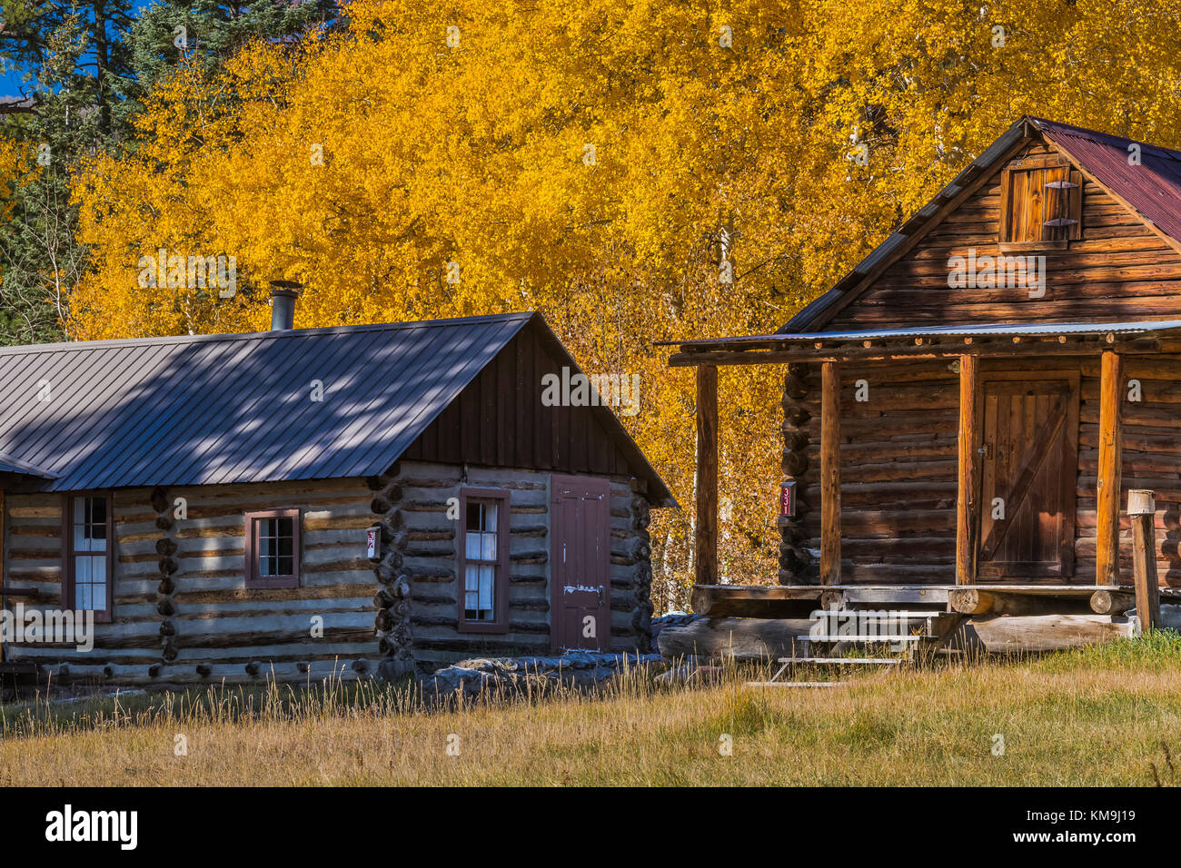 Autumn aspen color with historic ranch buildings Valles Grande within ...