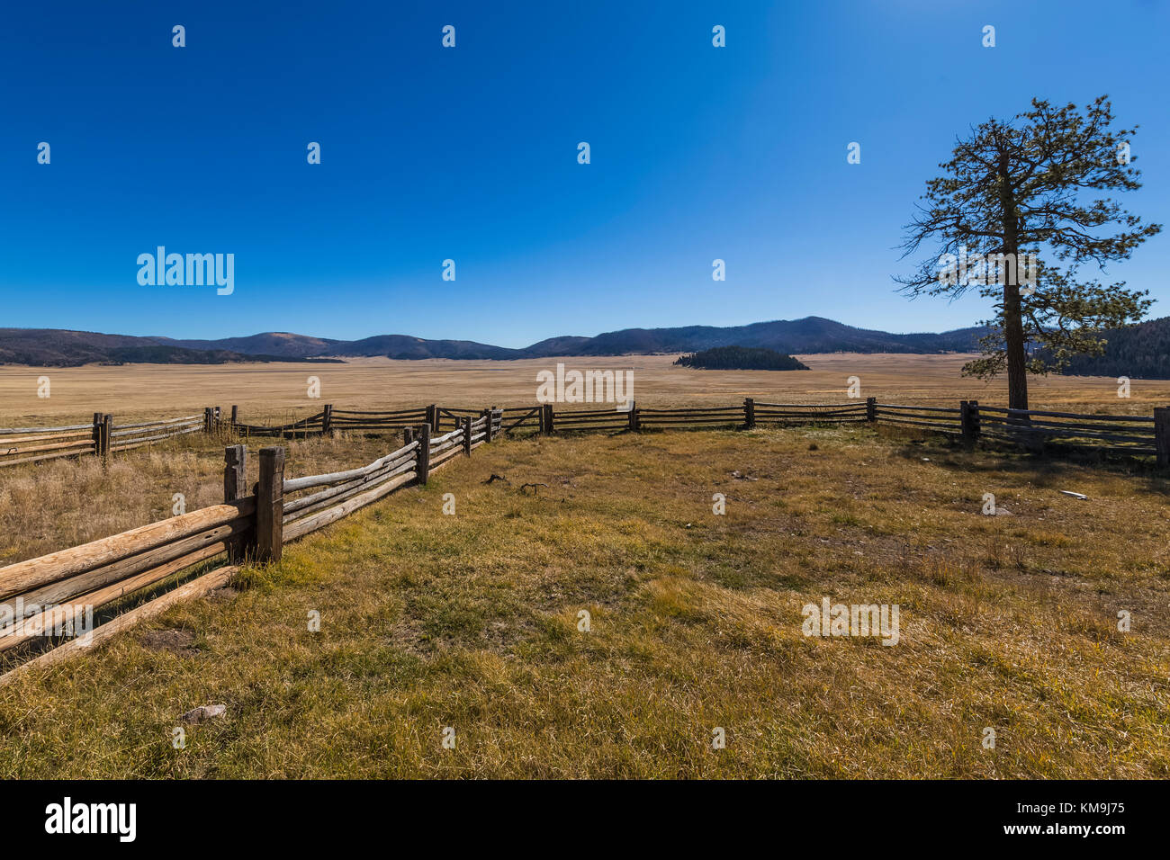 Working cattle new mexico hi-res stock photography and images - Alamy