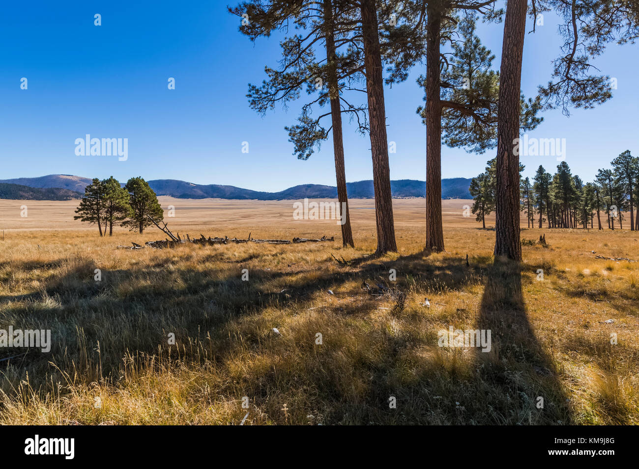 New mexico trees hi-res stock photography and images - Alamy