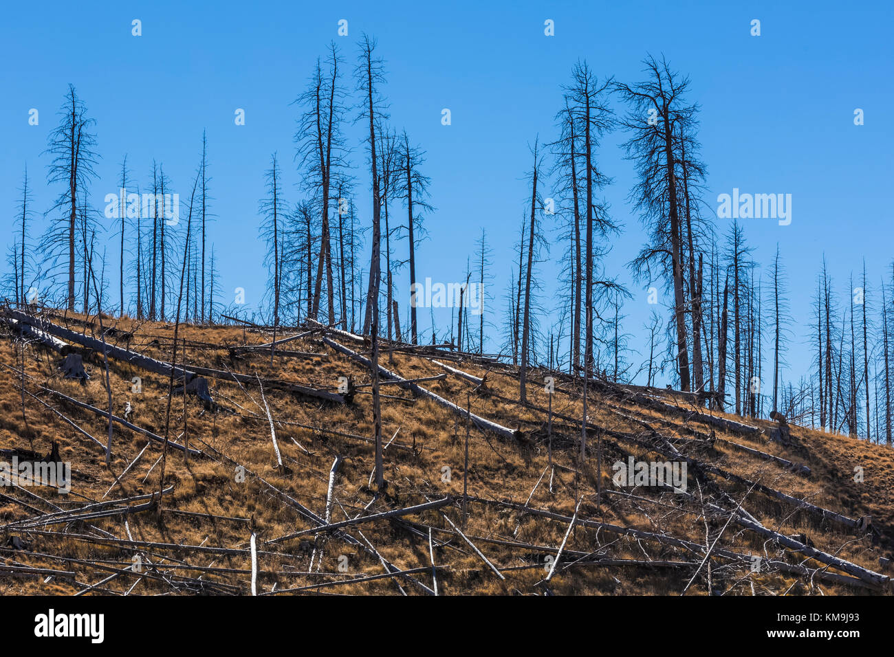 Fallen trees after 2013 Thompson Ridge Fire in Valles Caldera National ...