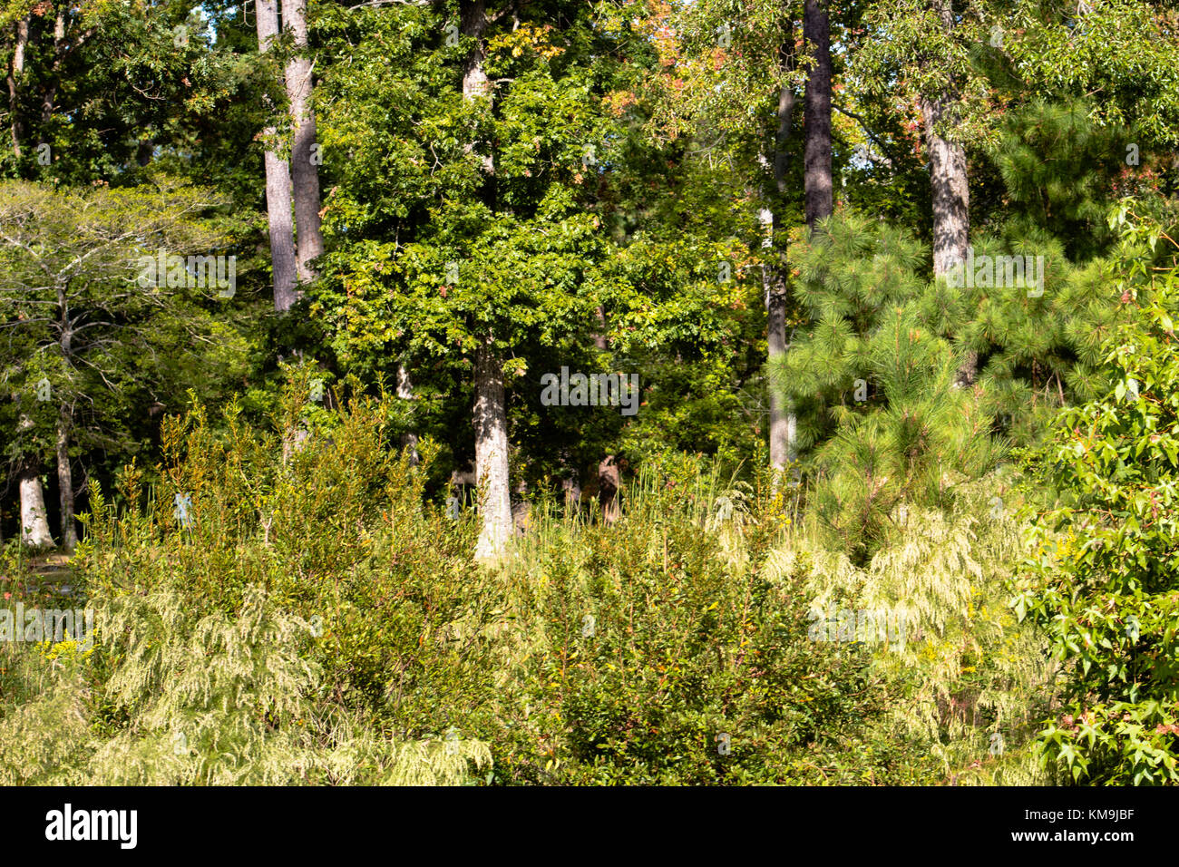 LIFE IN VIRGINIA Stock Photo - Alamy