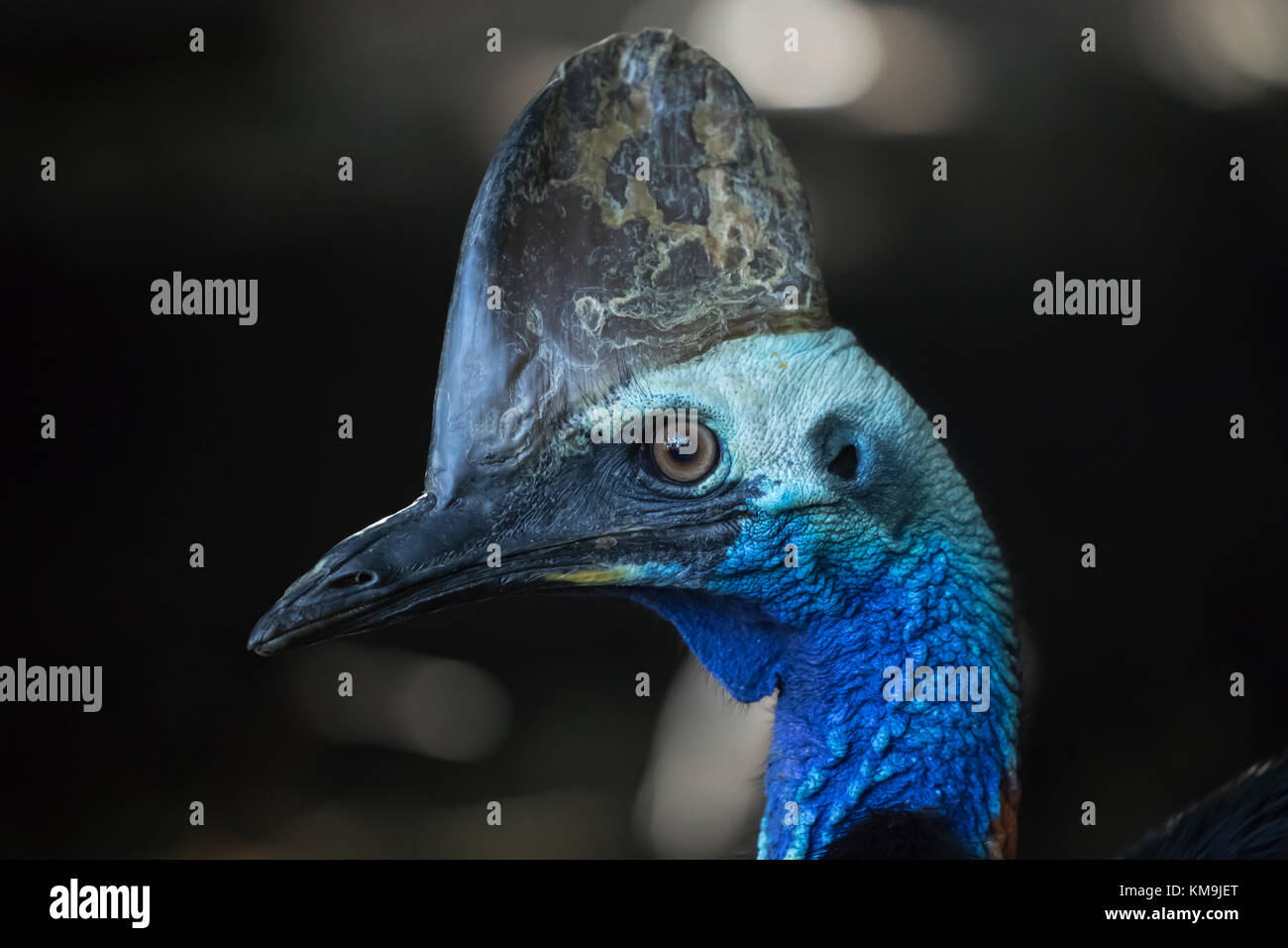 Cassowary eye hi-res stock photography and images - Alamy