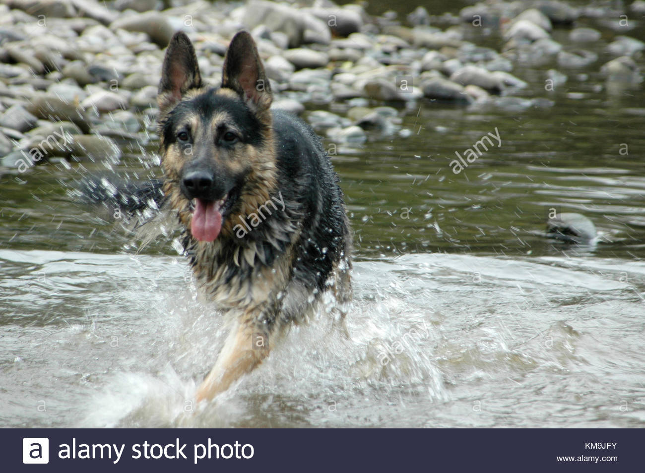 A Large Alsatian Dog Stock Photos & A Large Alsatian Dog Stock Images ...