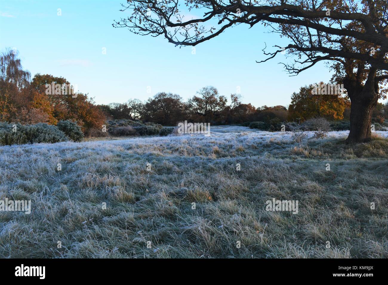 Frosty morning in the oak woods in England on an Autumn morning Stock ...