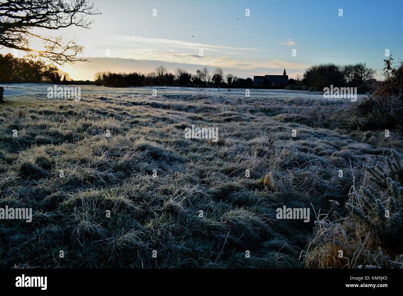 Frosty morning in the oak woods in England on an Autumn morning Stock ...