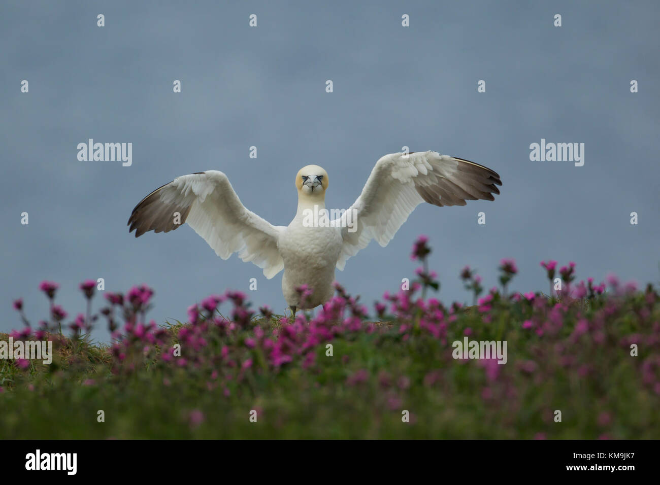 Gannet Morus bassanus adult bird stretching its wings, RSPB Bempton ...
