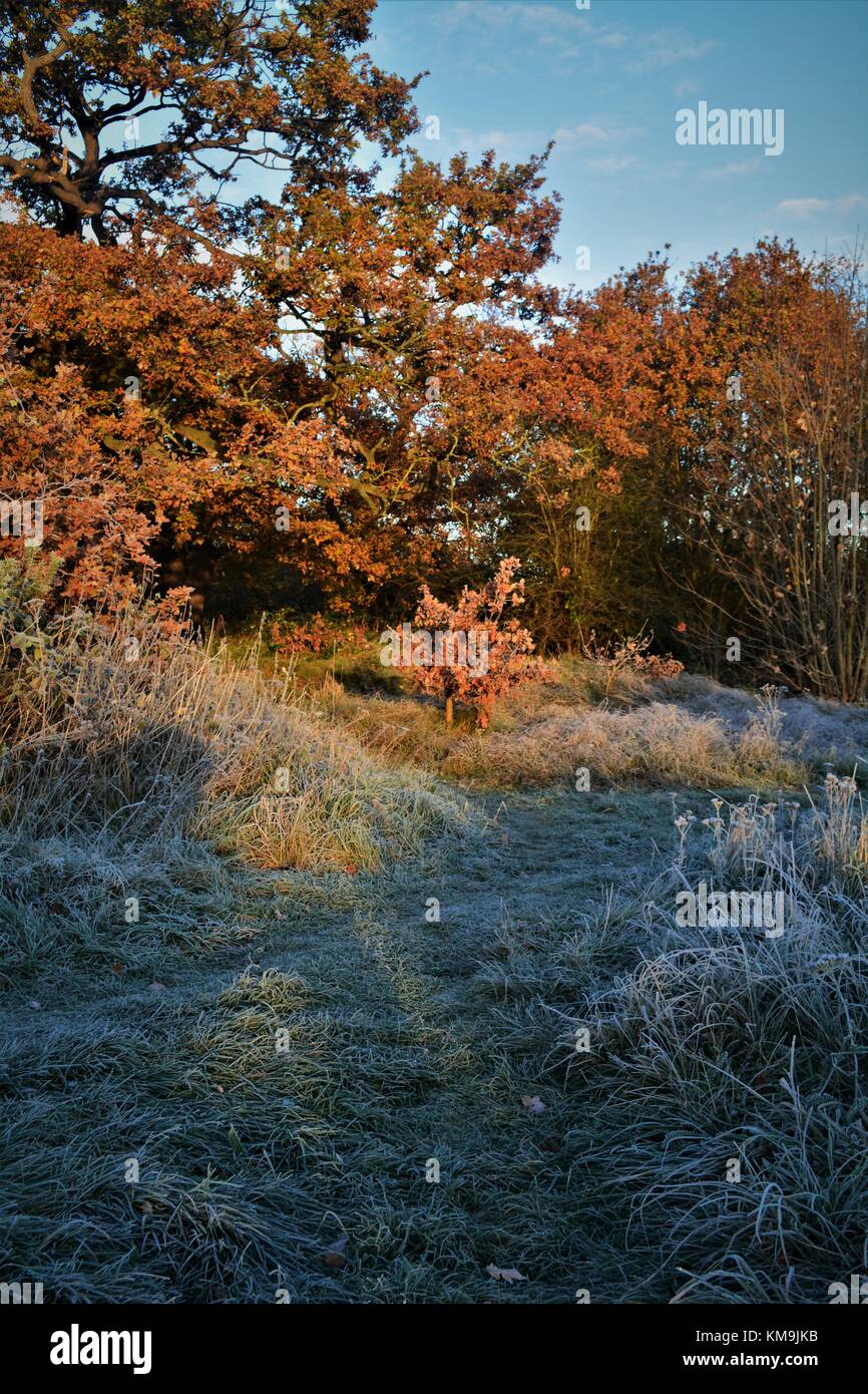Frosty morning in the oak woods in England on an Autumn morning Stock ...
