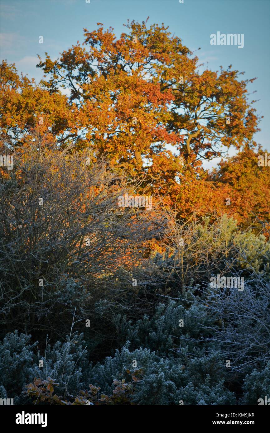 Frosty morning in the oak woods in England on an Autumn morning Stock ...