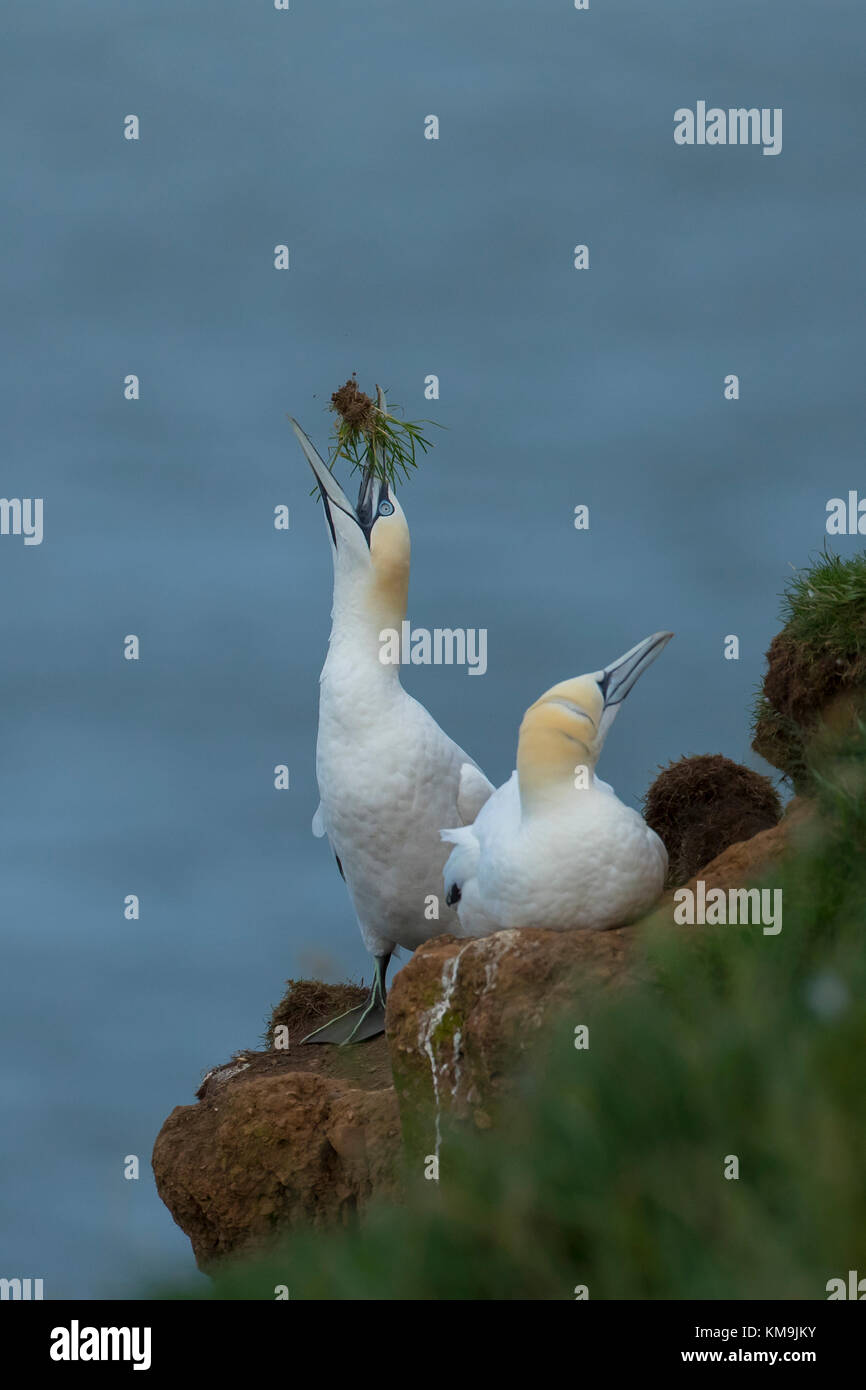 Gannet Morus bassanus adult bird throwing up a piece of turf as part of ...