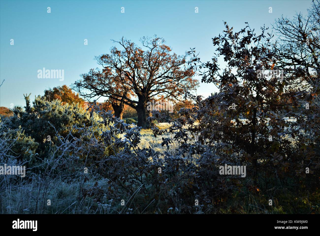 Frosty morning in the oak woods in England on an Autumn morning Stock ...