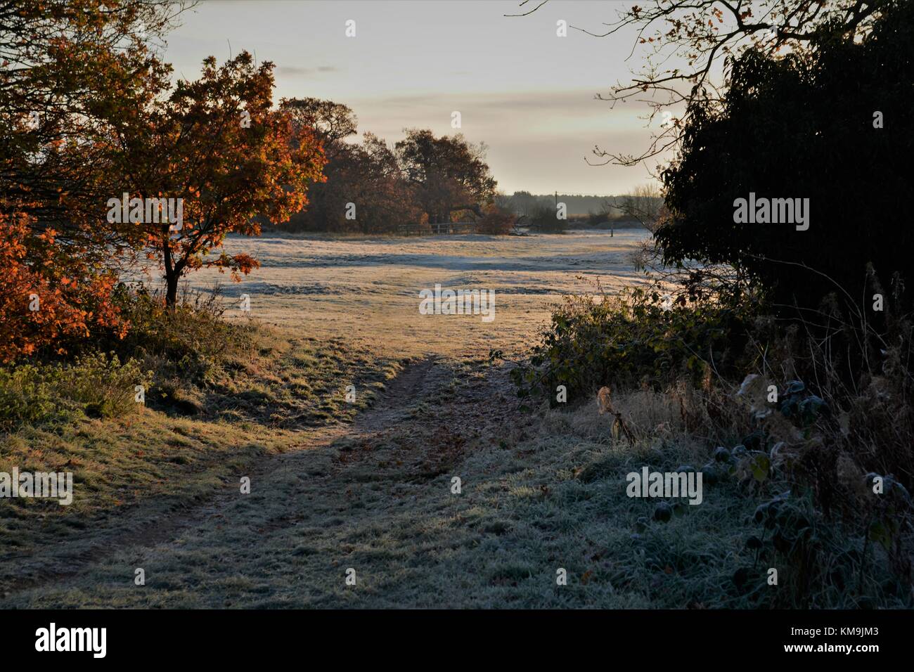 Frosty morning in the oak woods in England on an Autumn morning Stock ...