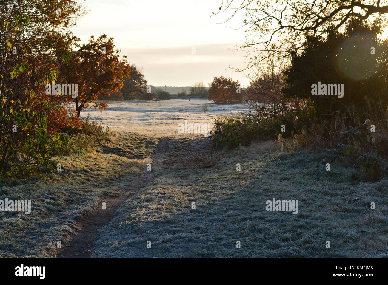 Frosty morning in the oak woods in England on an Autumn morning Stock ...