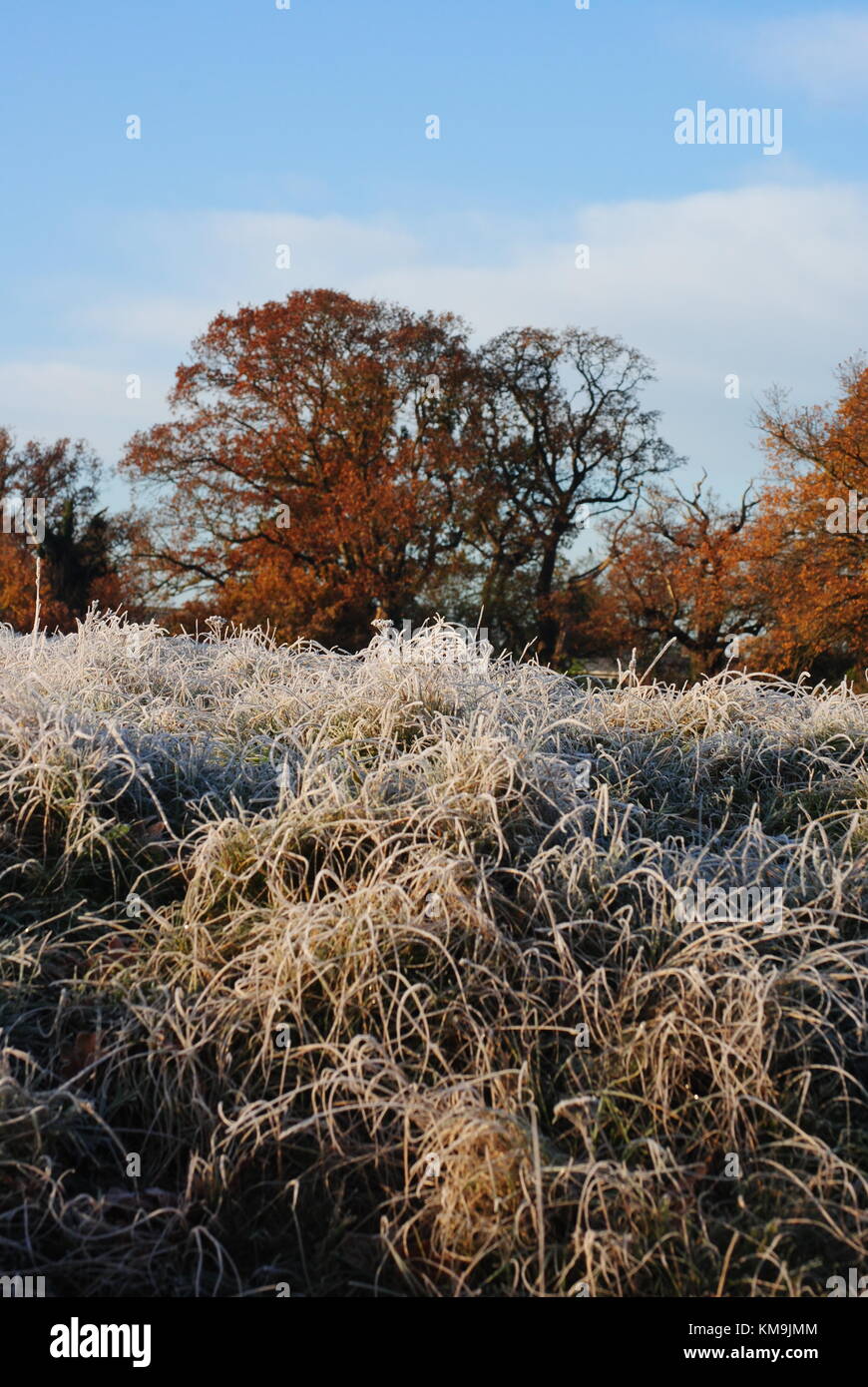 Frosty morning in the oak woods in England on an Autumn morning Stock ...