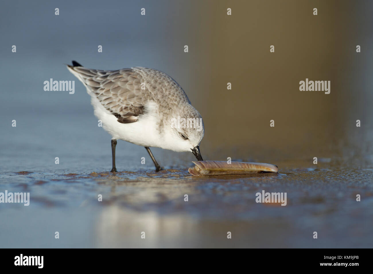 Sanderling calidris alba wader norfolk bird hi-res stock photography ...