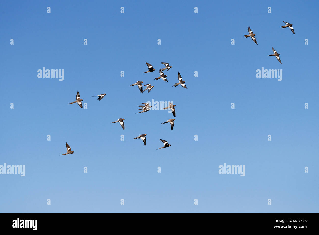 Flying Cockatiel (Leptolophus hollandicus), Pilbara, Western Australia ...