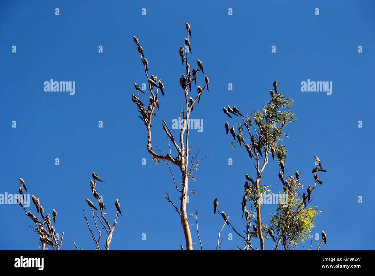 Cockatiel birds perched in tree, (Leptolophus hollandicus), Pilbara ...