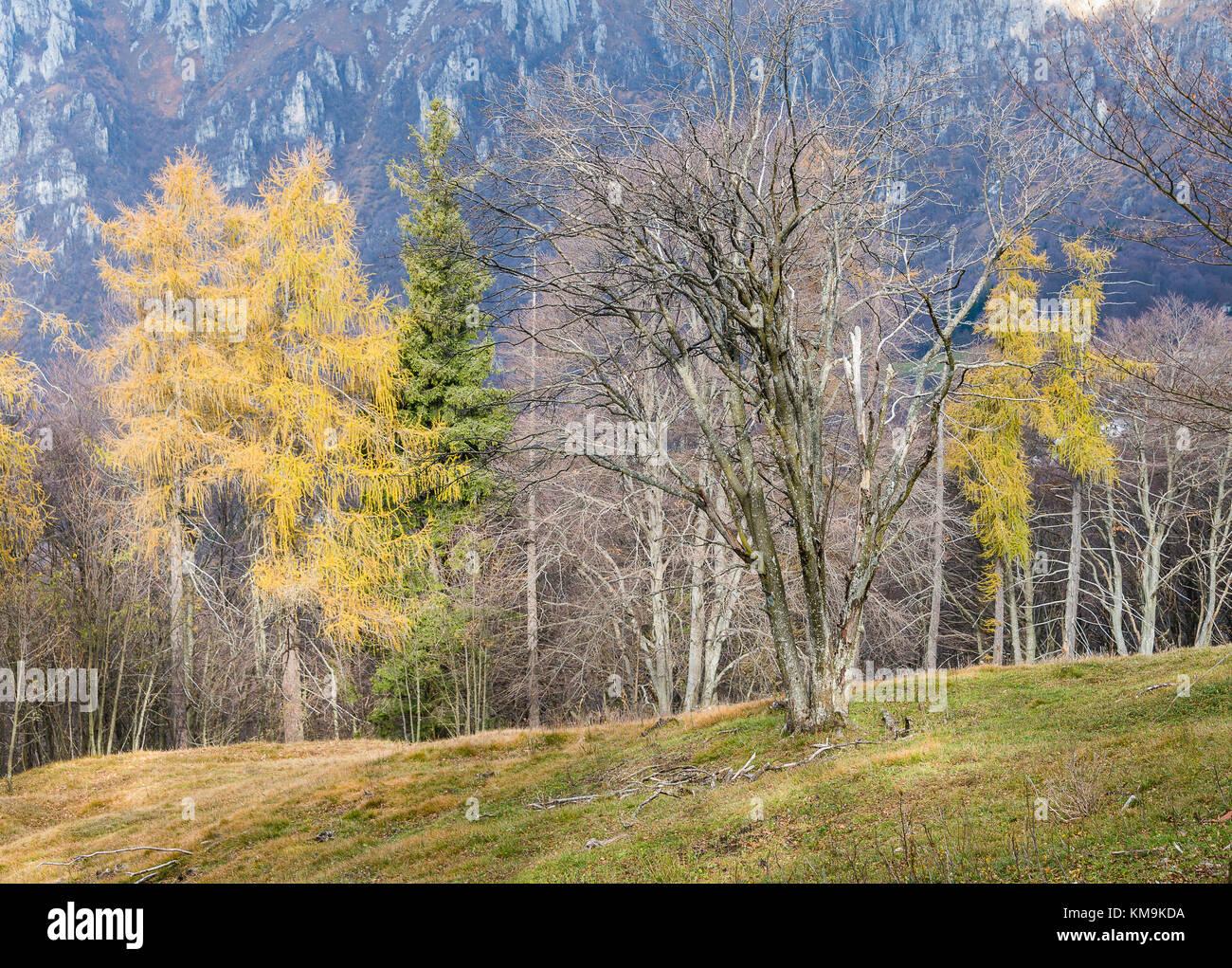 woodland landscape in the Lecco mountains Stock Photo - Alamy