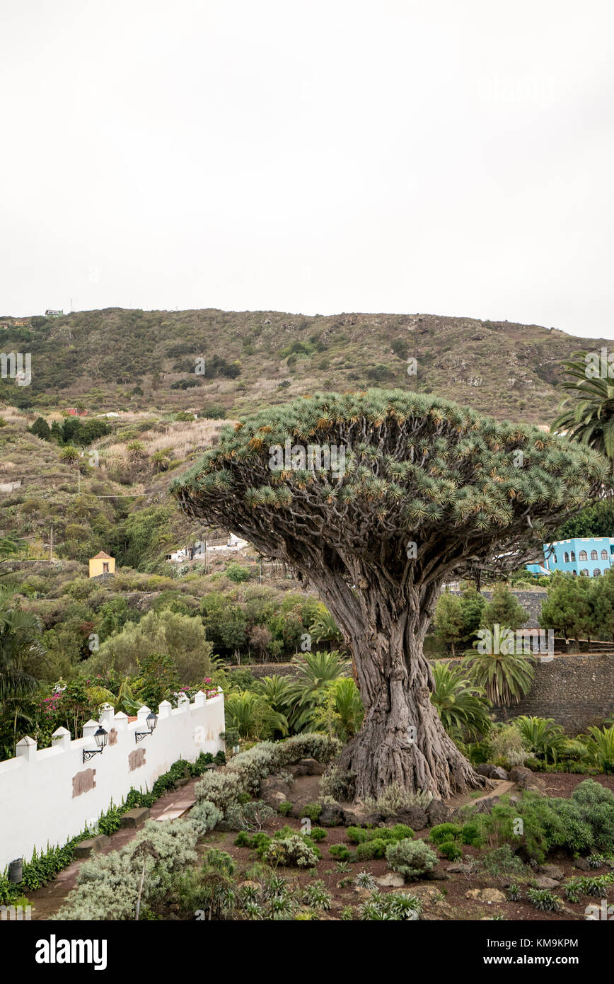 Thousand year old dragon tree hi-res stock photography and images - Alamy