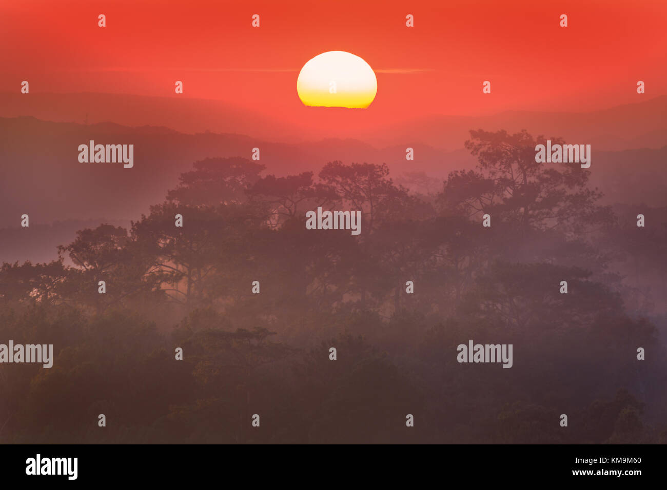 Mist floating over the treetops in the forest during the morning Stock ...
