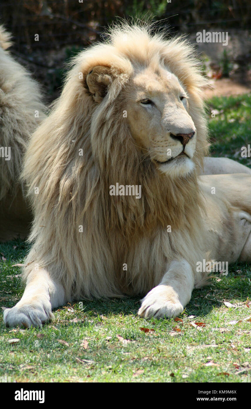 Lion Park, two adult white lion males lying back to back on the grass ...