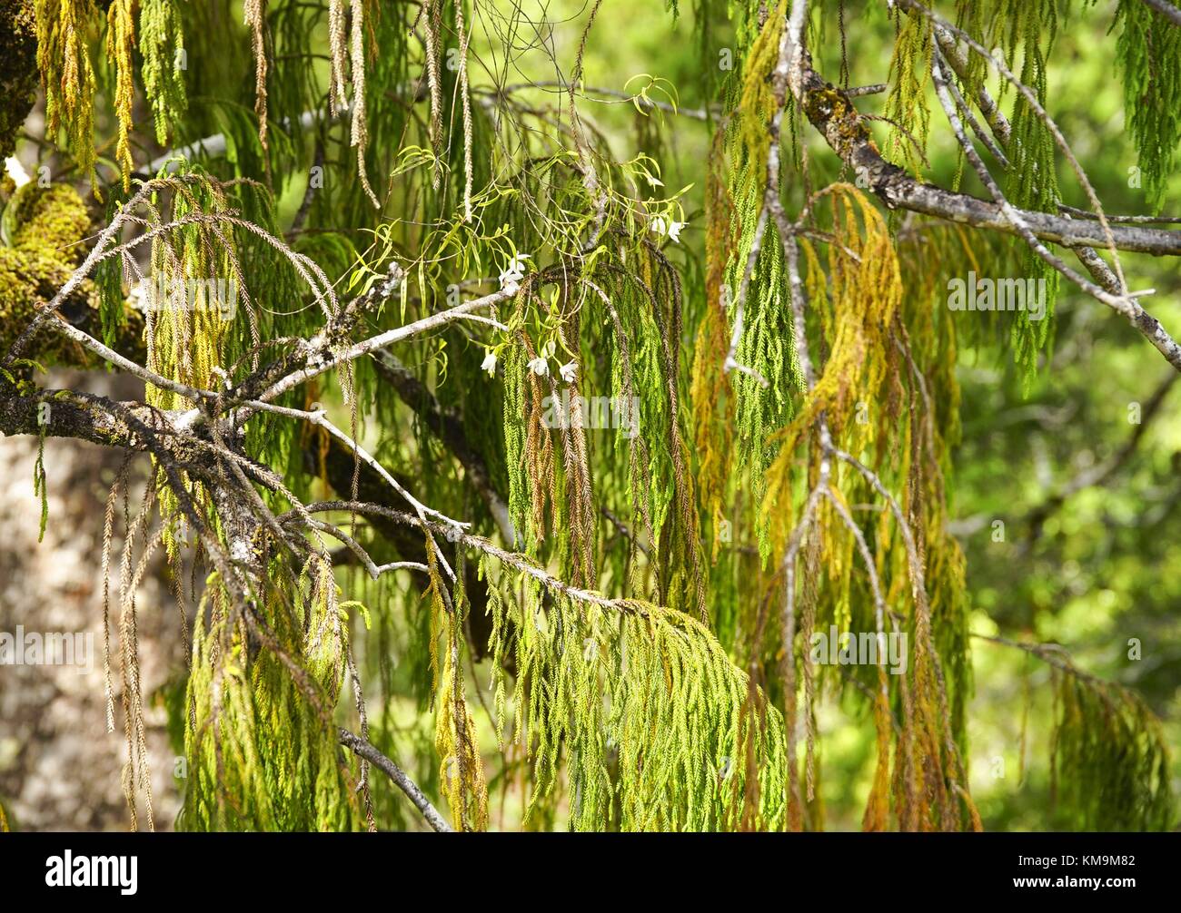 Trees, mosses, ferns - a rich variety dominates the flora in this ...