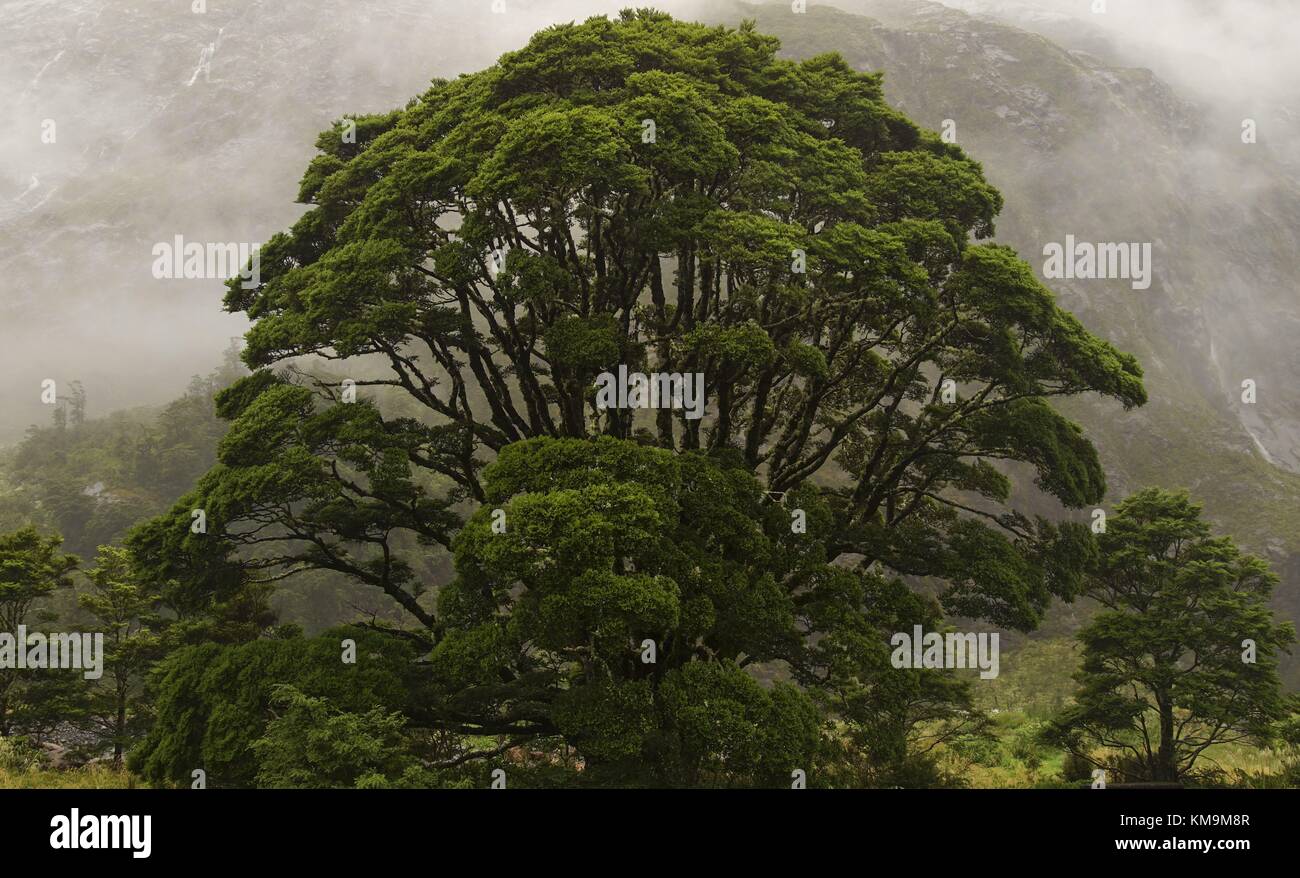 A beautifully grown, large laubbaum grows in the Fjordland National ...