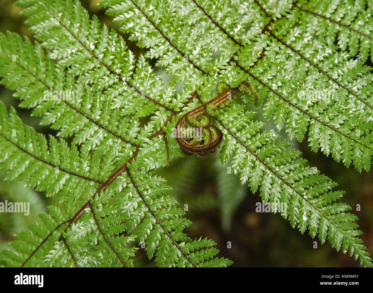 Fern Plant Curling Stock Photos & Fern Plant Curling Stock Images - Alamy