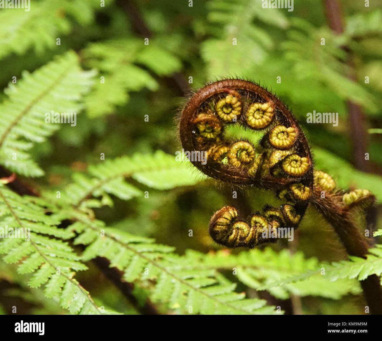 The young, curling frond of a silver fern is called Koru in New Zealand ...