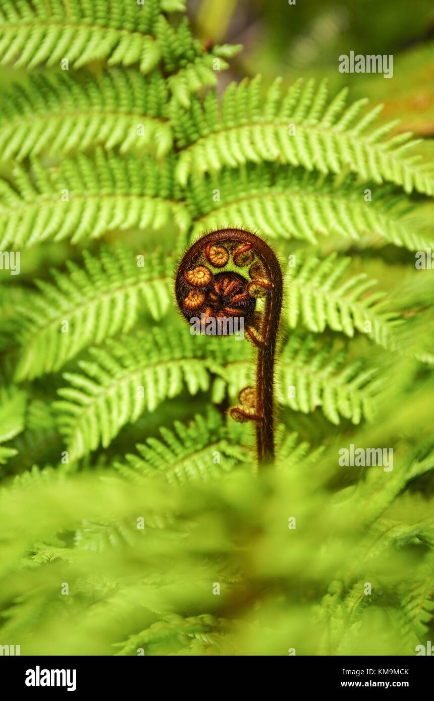 The young, curling frond of a silver fern is called Koru in New Zealand ...