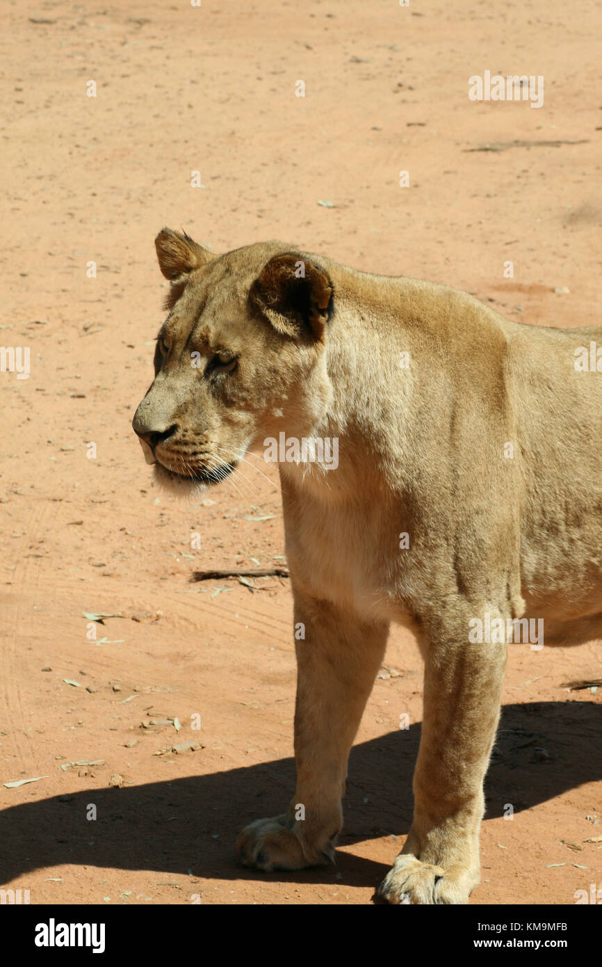 Lion Park, lioness standing, Panthera leo Stock Photo - Alamy