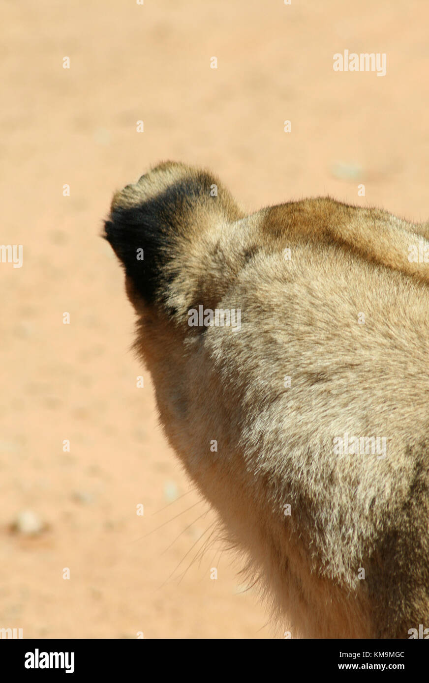 Lion Park, back of a lioness's ear showing distinctive marking ...