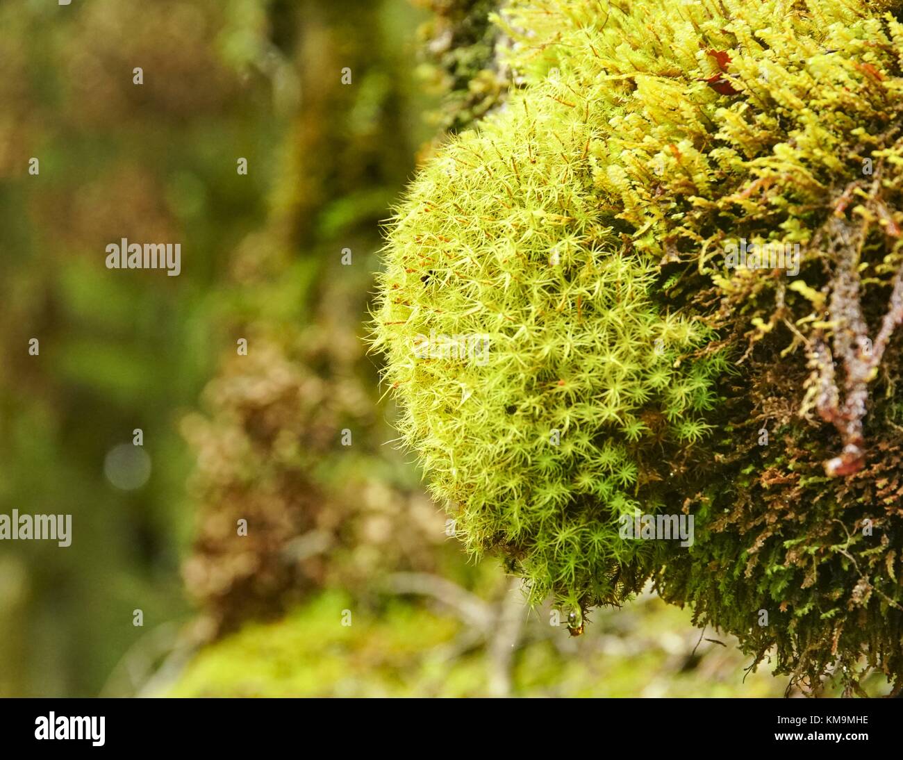A thick moss layer and ferns cover the trees of a rain forest near the ...