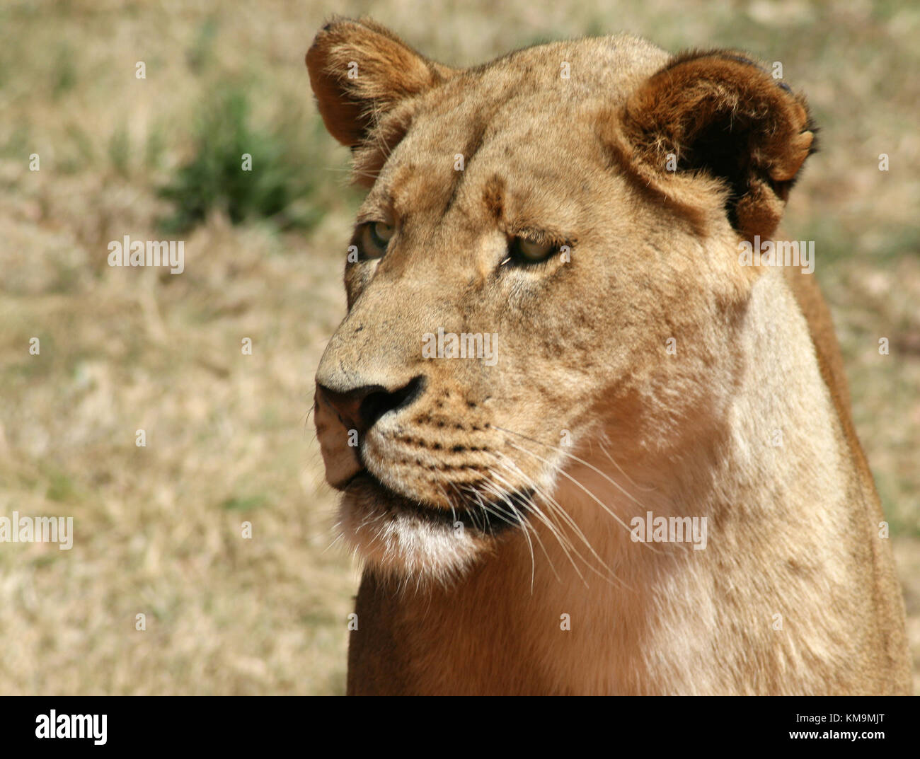 Lion Standing Up High Resolution Stock Photography and Images - Alamy