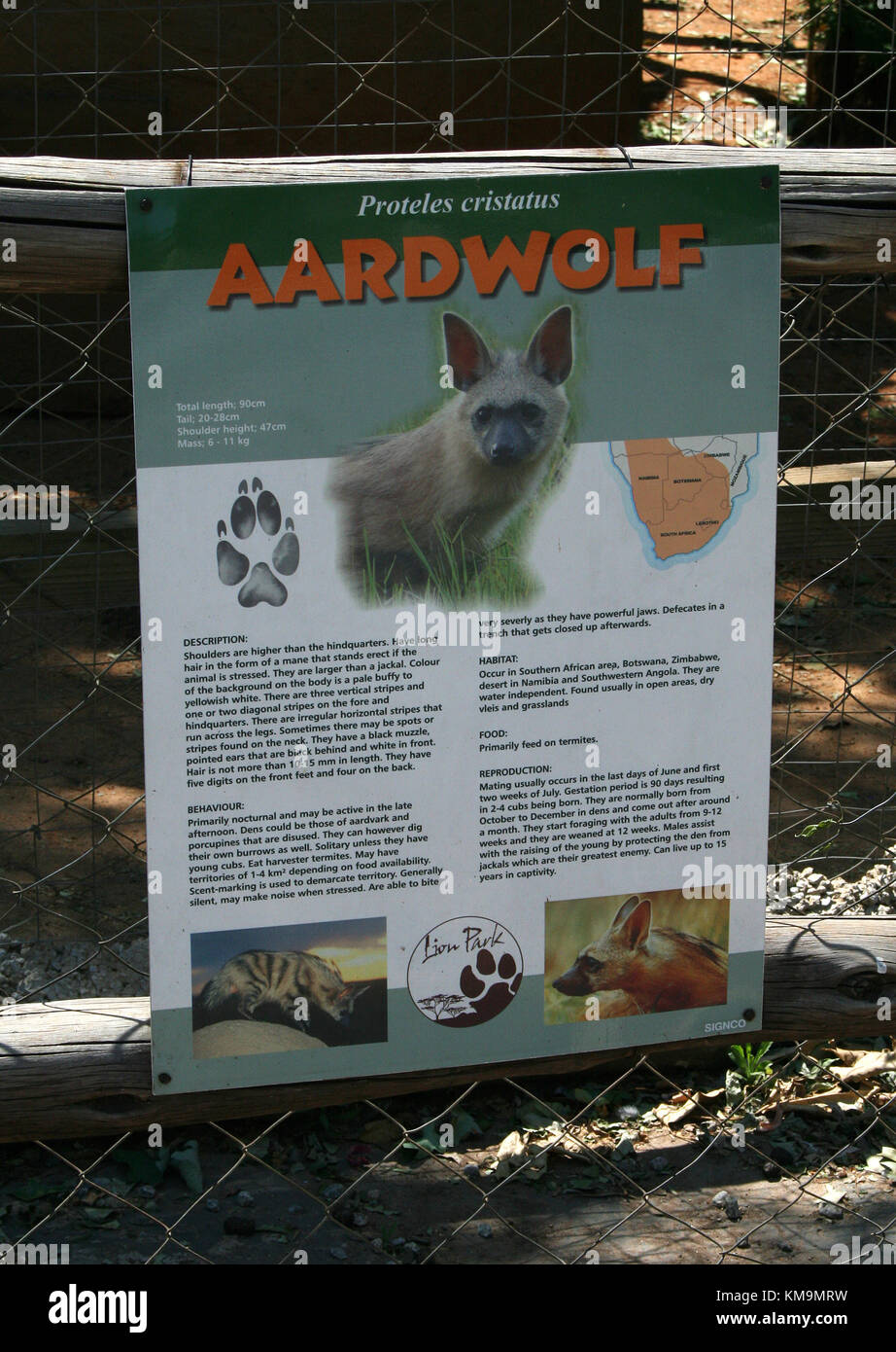 Aardwolf hi-res stock photography and images - Alamy