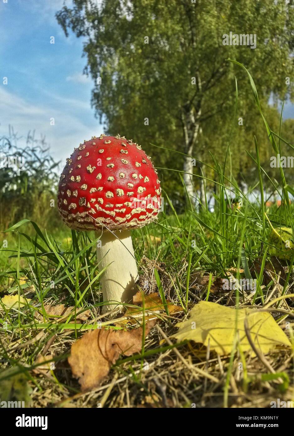 Poison dwarf hi-res stock photography and images - Alamy