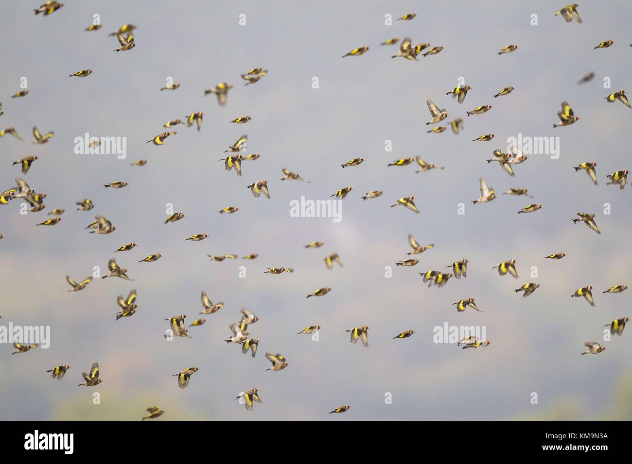 European Goldfinch (Carduelis carduelis), flight shot with big flying ...