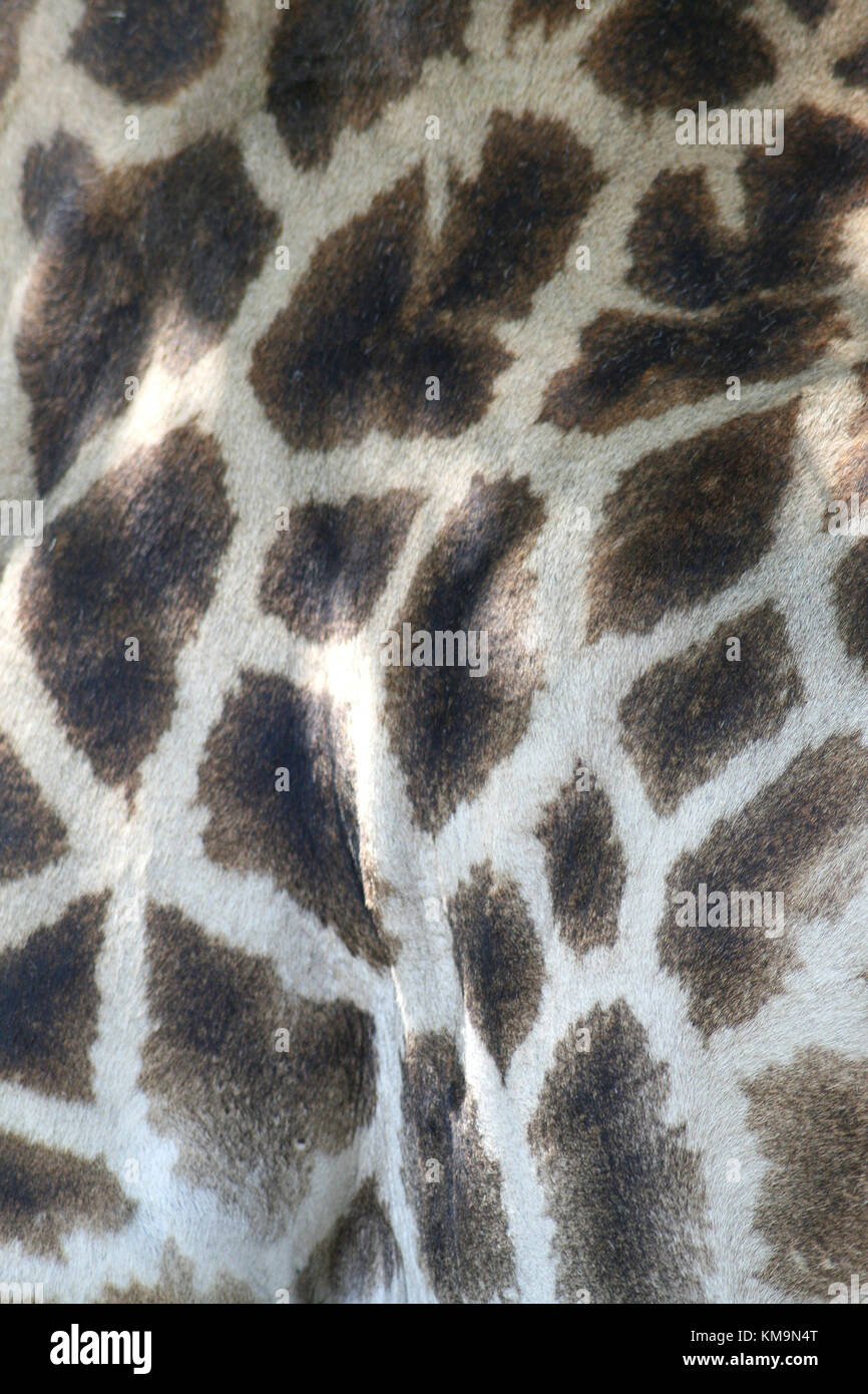 Lion Park, close-up showing unique pattern of giraffe hide, Giraffa ...