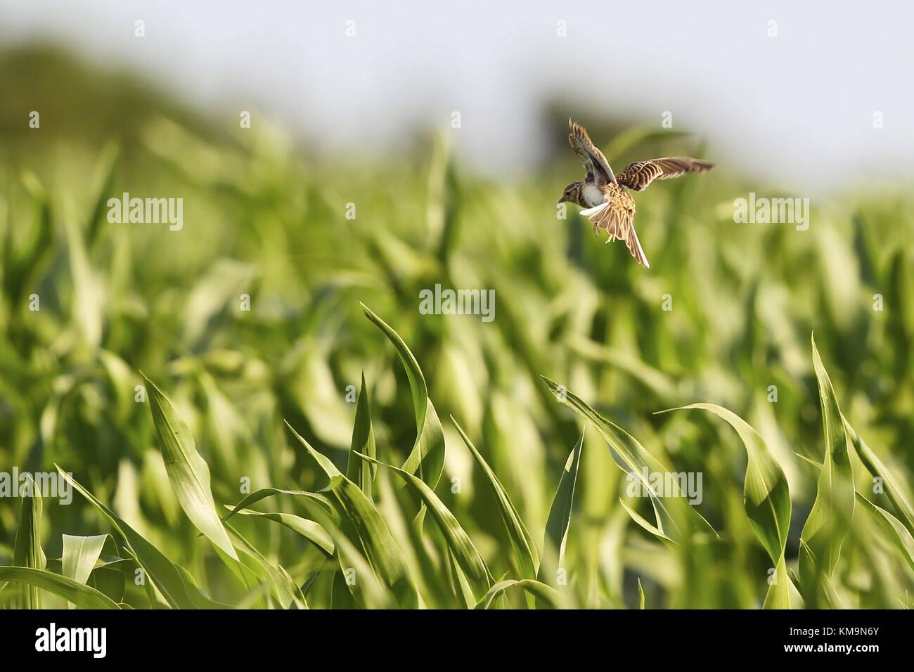 Skylark (Alauda arvensis) flying over dense corn field vegetation ...