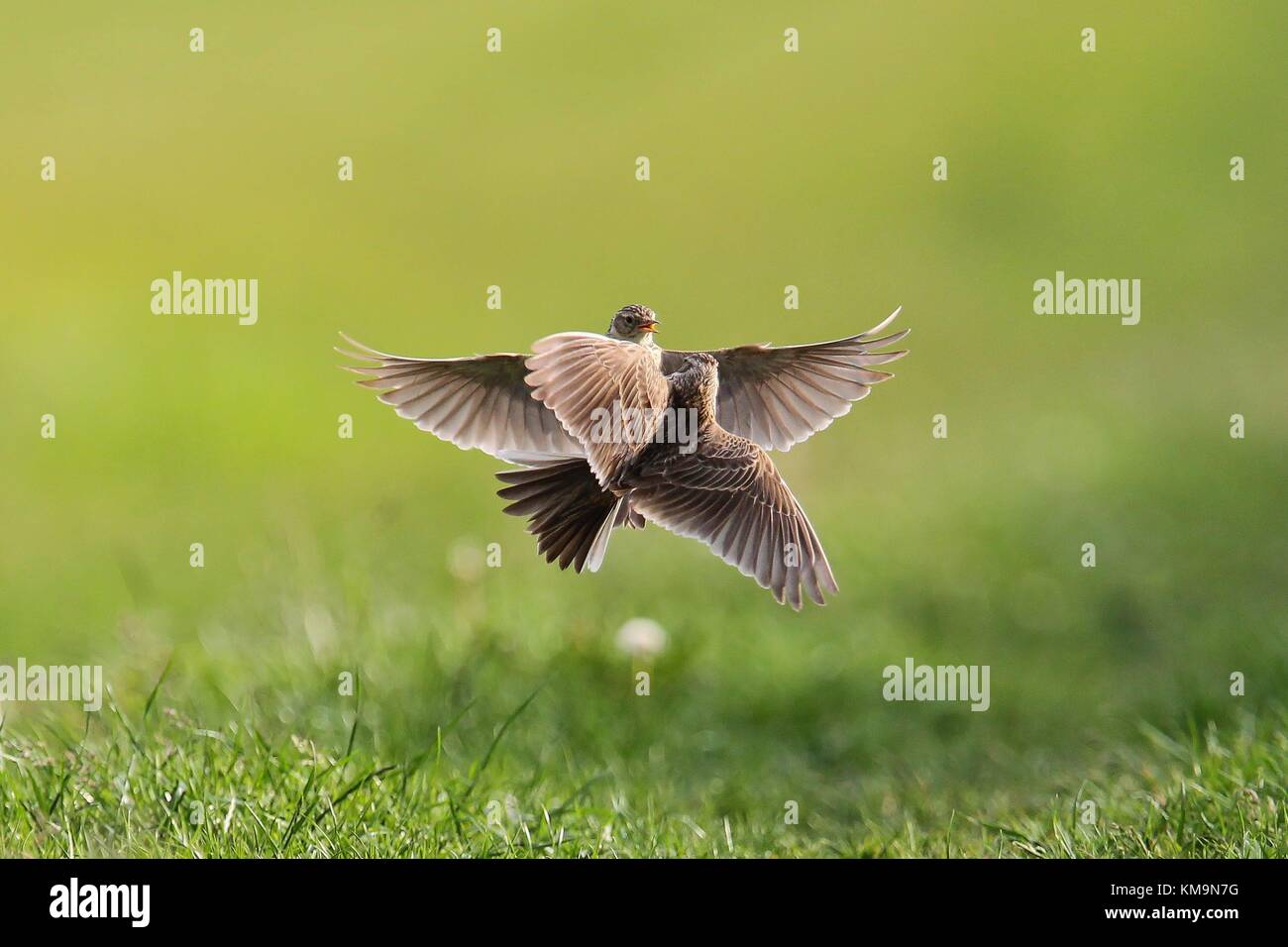 Skylark (Alauda arvensis), two territory fighting birds, Hesse, Germany ...