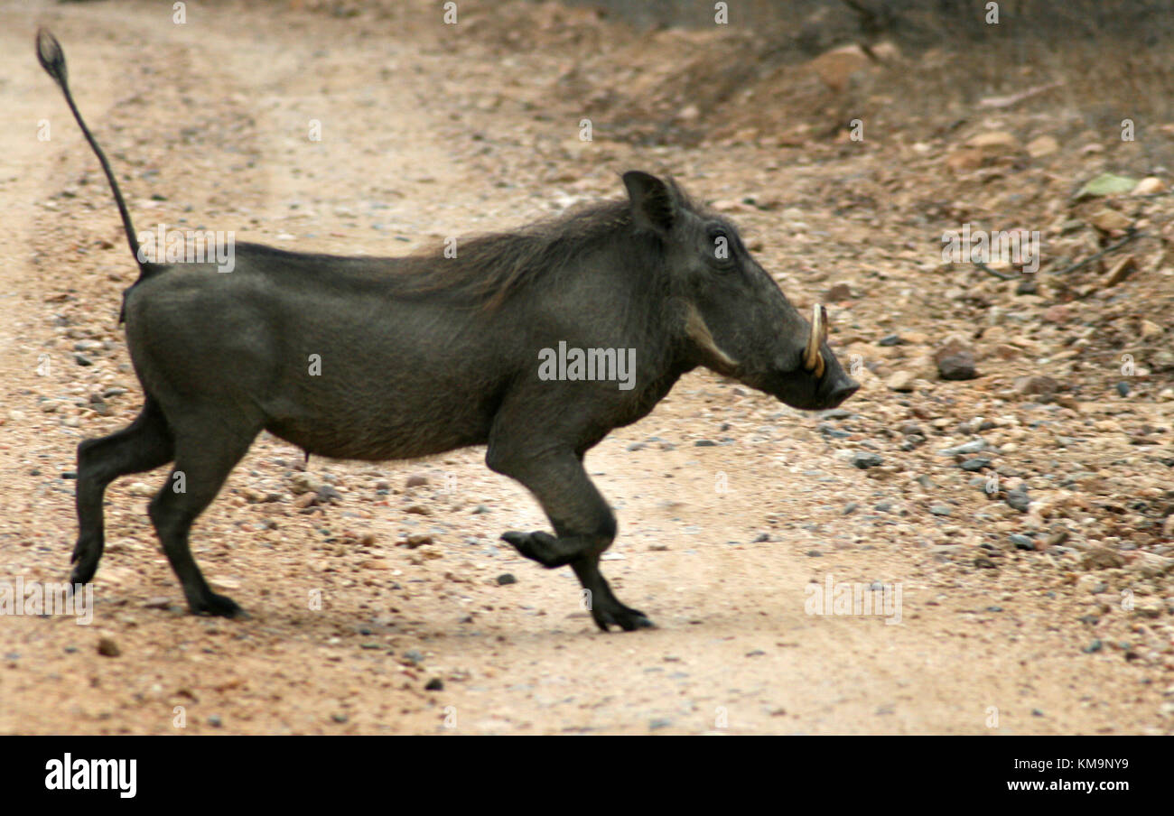 Kruger National Park, warthog running across dirt road, Phacochoerus ...