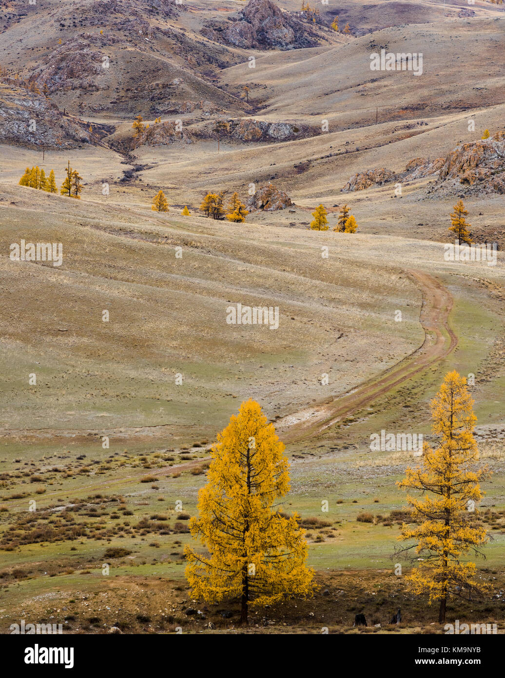Larch in snow siberia russia hi-res stock photography and images - Alamy