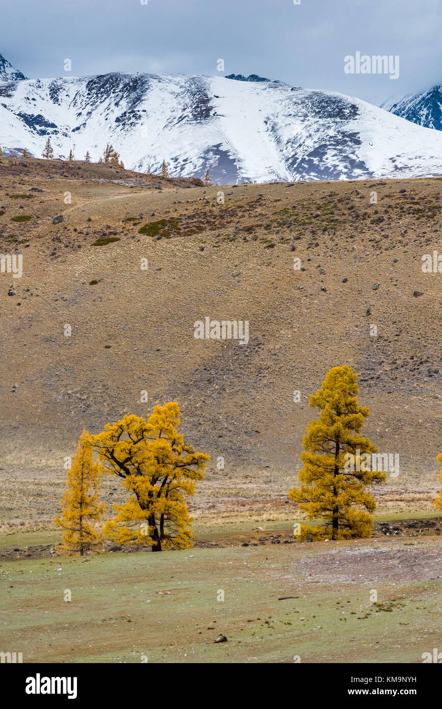 Larch in snow siberia russia hi-res stock photography and images - Alamy