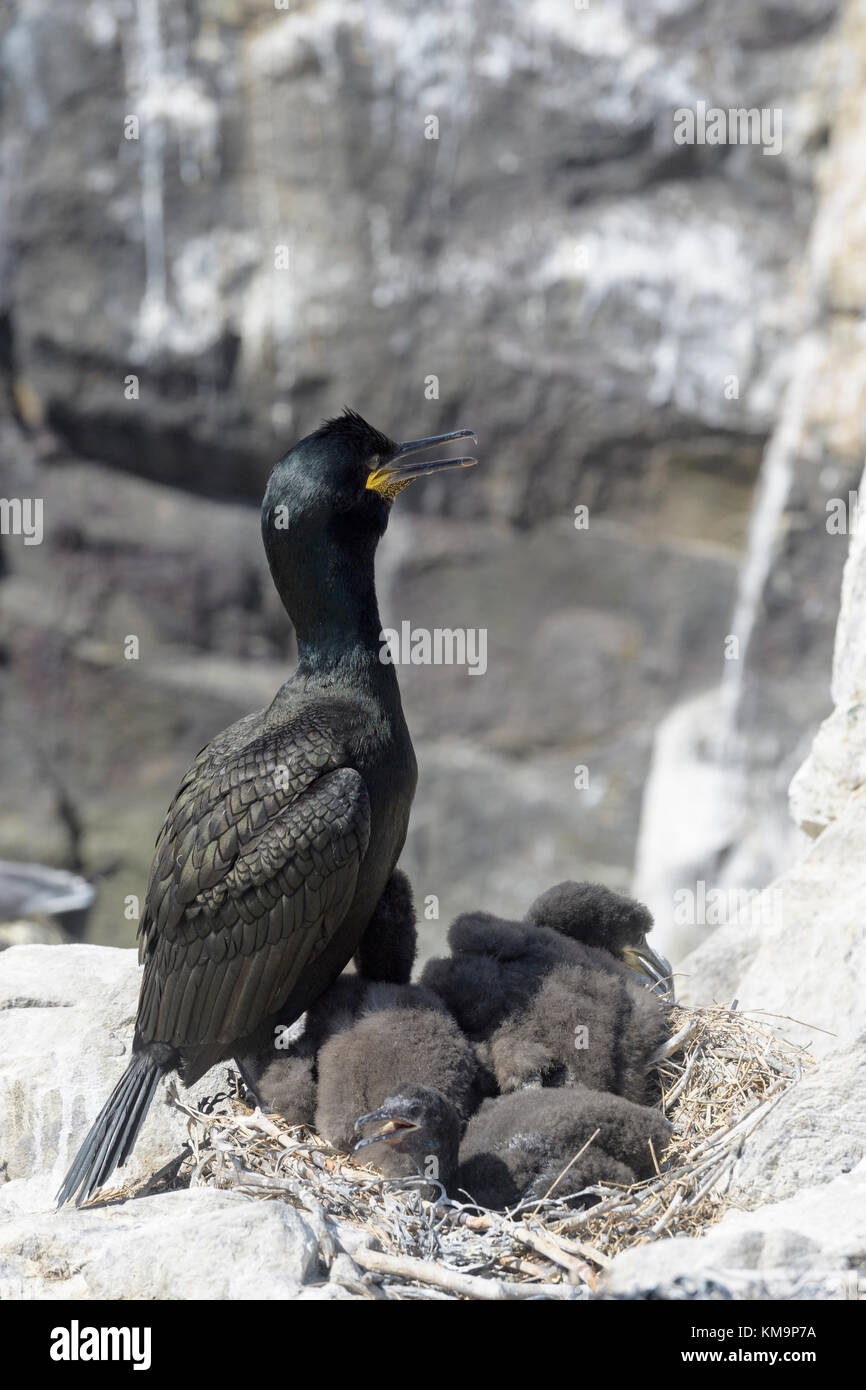 European shag (Phalaccrocorax Aristotelis) with chicks in nest, Farne ...