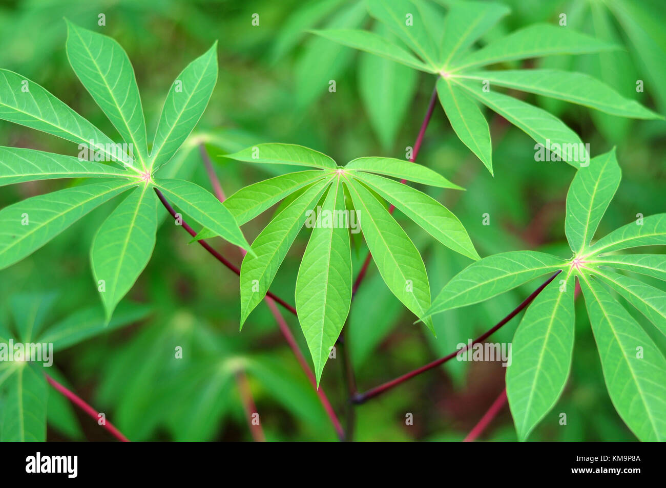 Cassava leaves hi-res stock photography and images - Alamy